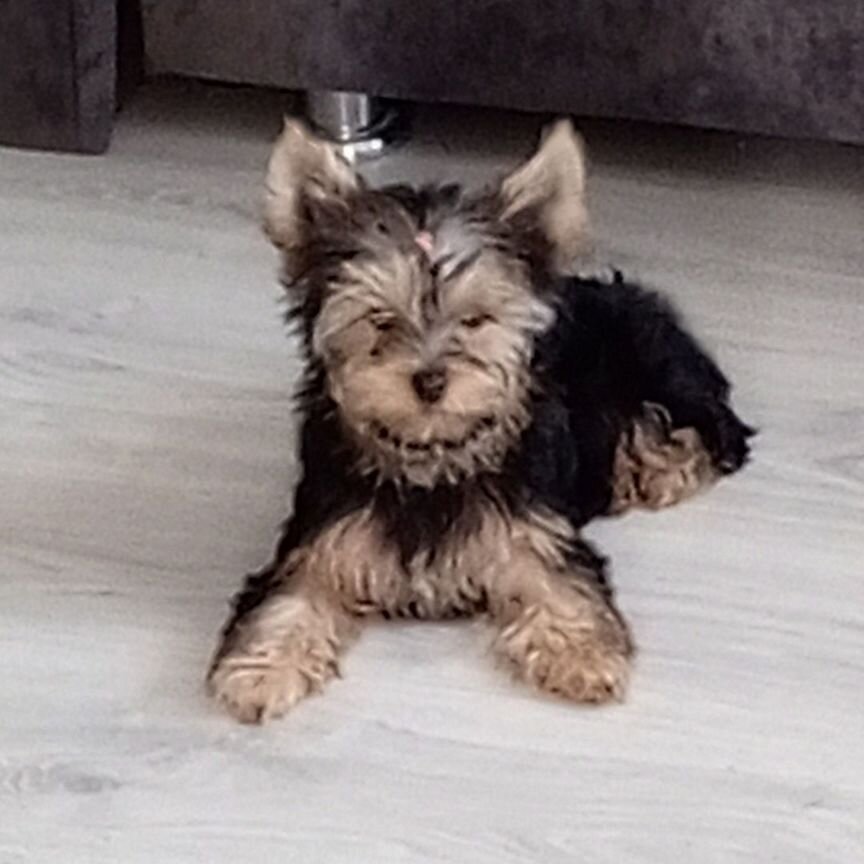 Йоркширский терьер девочка