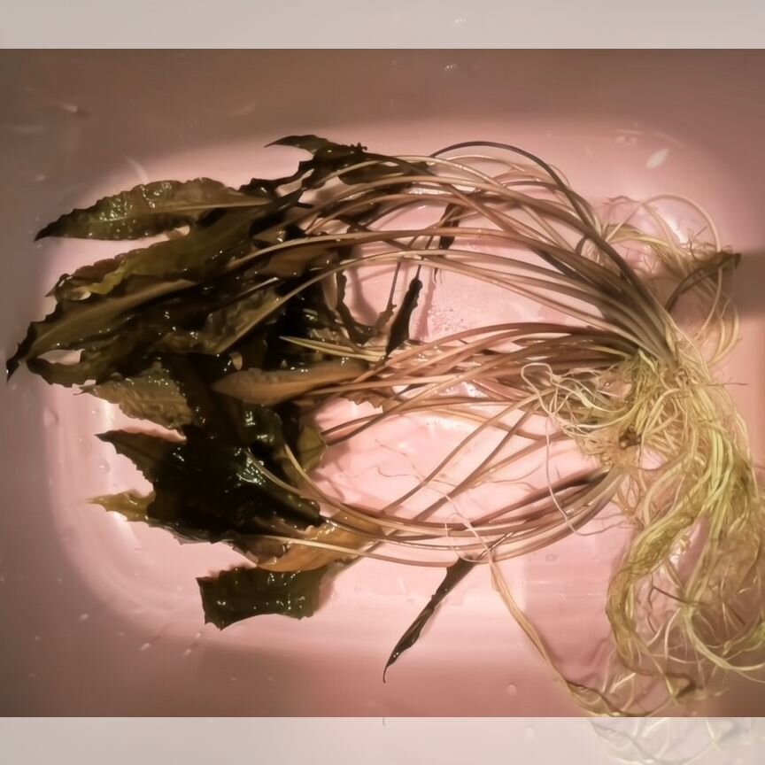 Аквариумное растение Криптокарина