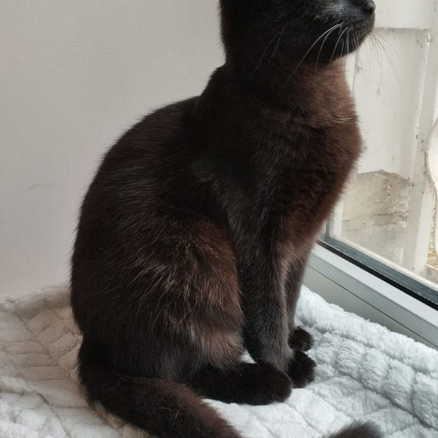 Кошки в добрые руки