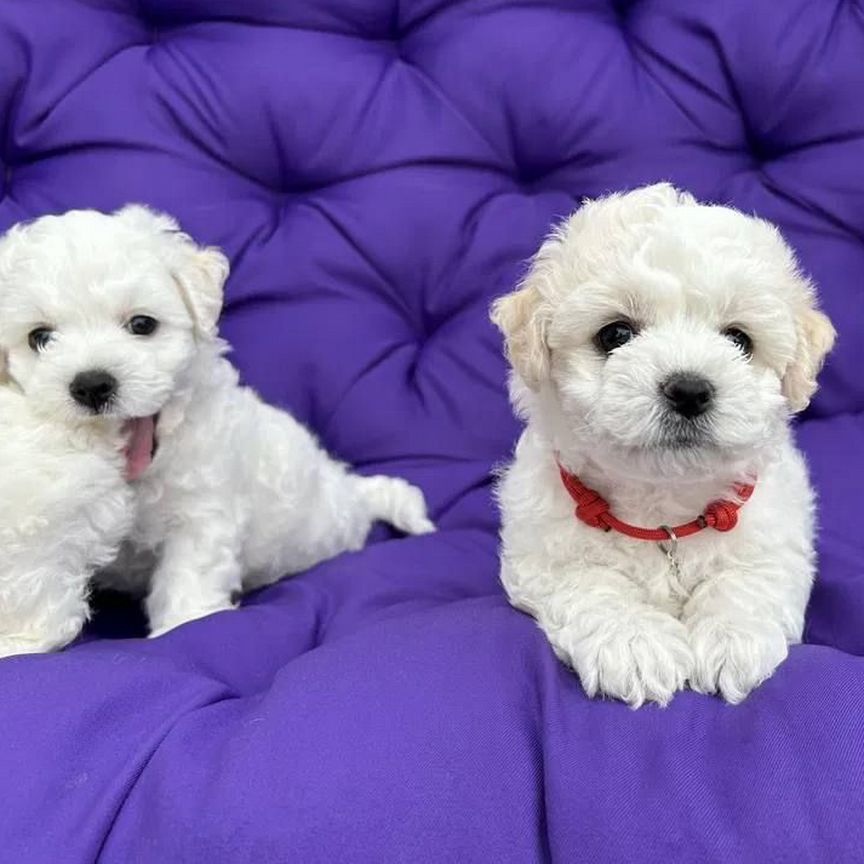 Щенки бишон фризе