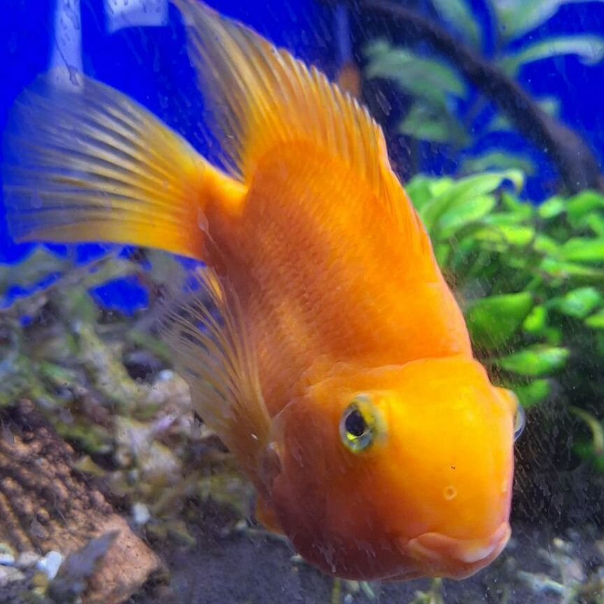 Рыба-попугай красный