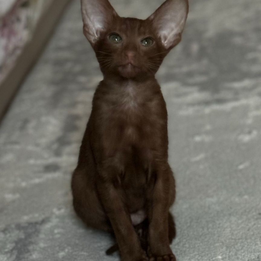 Ориентальная с родословной WCF