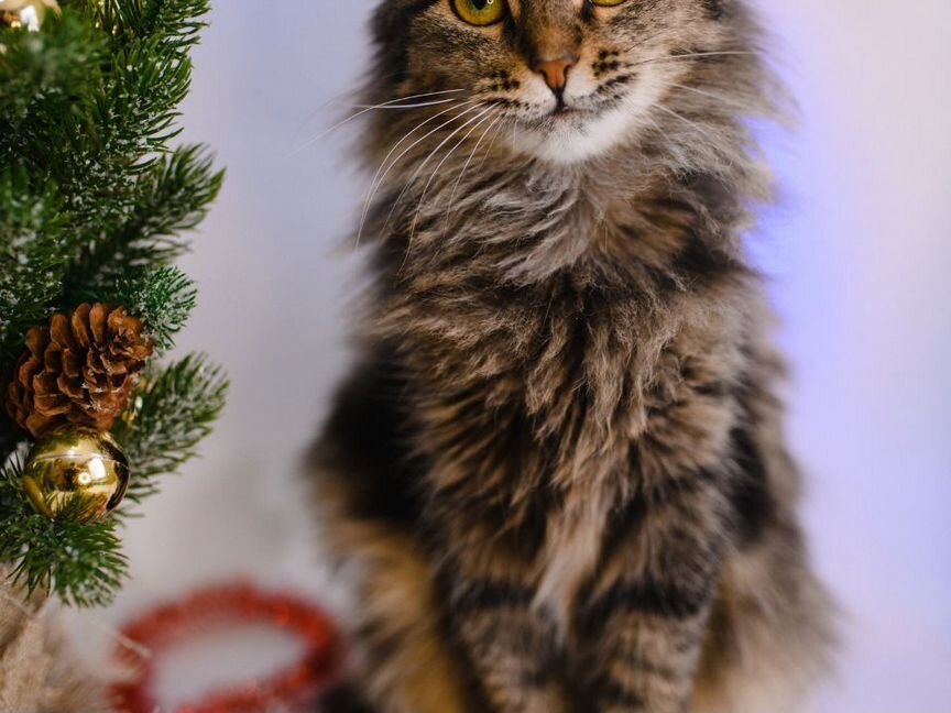 Мурочка в добрые руки