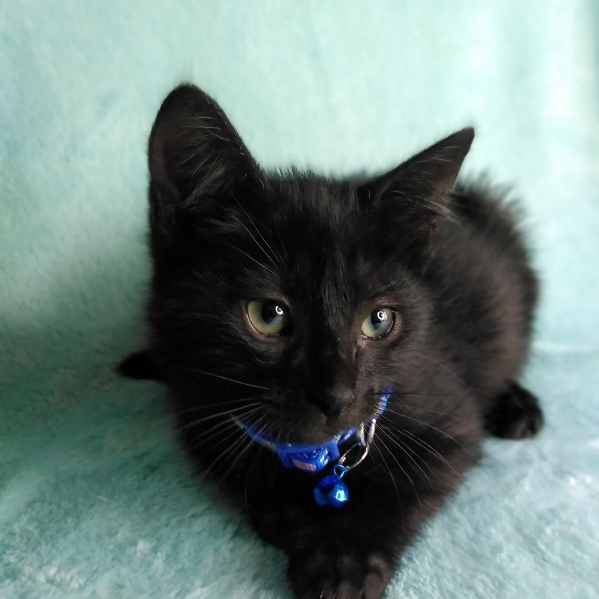 Котёнок Олежка, 3.5мес