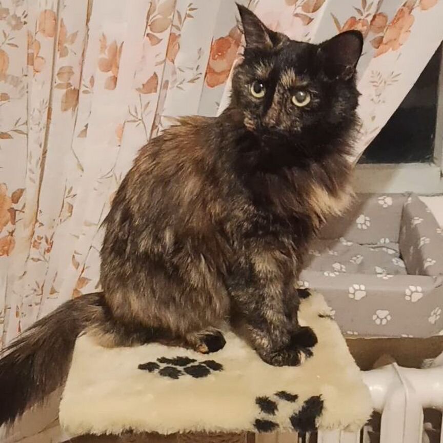 Очень ласковая молодая кошечка