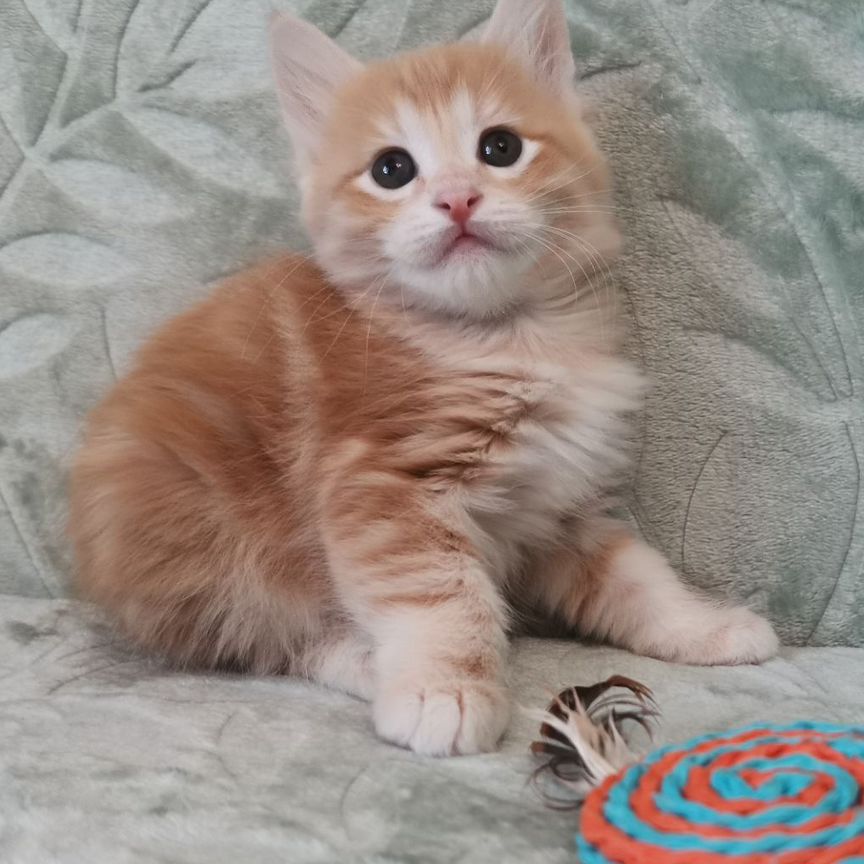 Курильский бобтейл в драгоценном окрасе