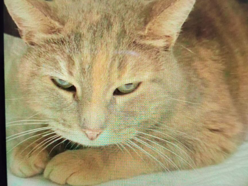 Спасенная зеленоглазка 1,5-2 года