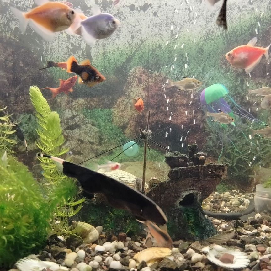 Аквариумные рыбки