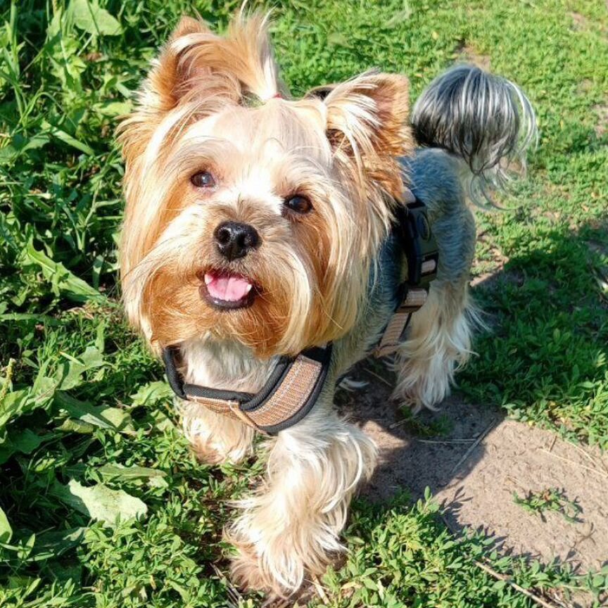 Йоркширский терьер, щенок