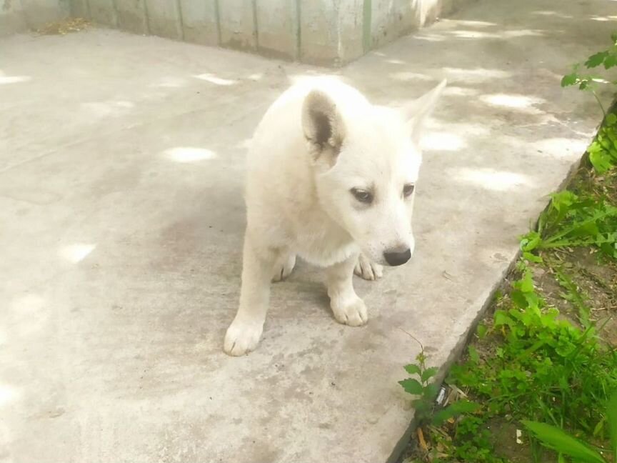 Щенок потеряшка ищет дом