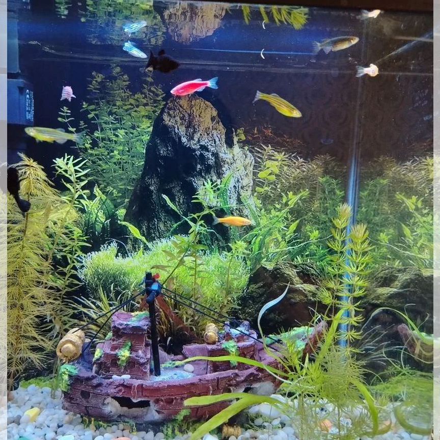 Аквариумные рыбки данио,моллинезия,коридарус