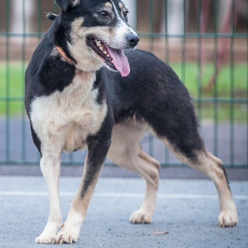 Собачка в добрые руки