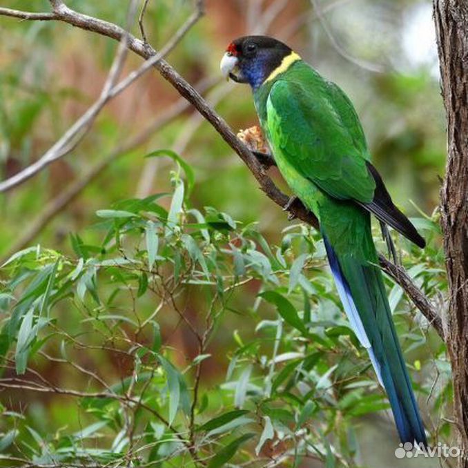 Розелла Воротничковая