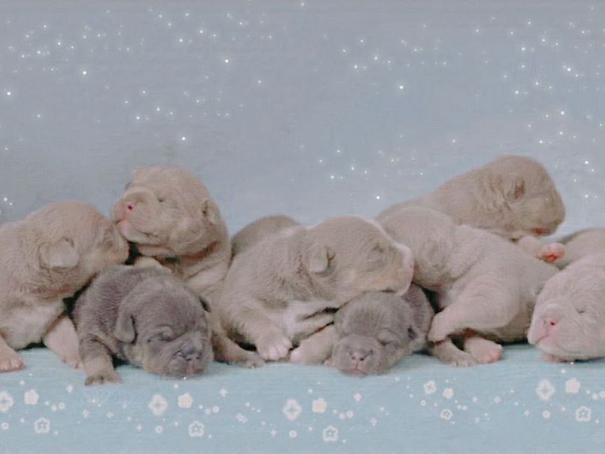 Продаются щенки американского буля