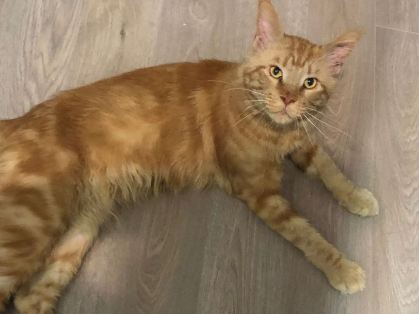 Кот Мейн-кун в добрые руки