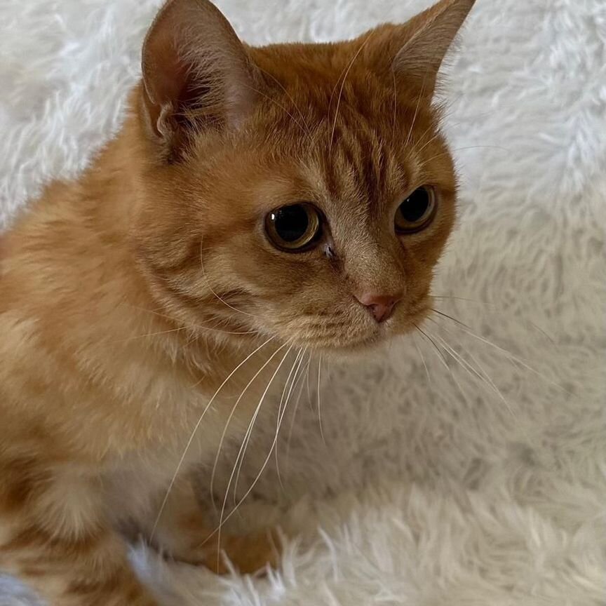 Барон в добрые руки