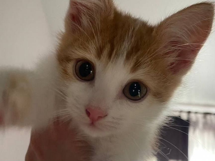 Волшебный Котенок в добрые руки