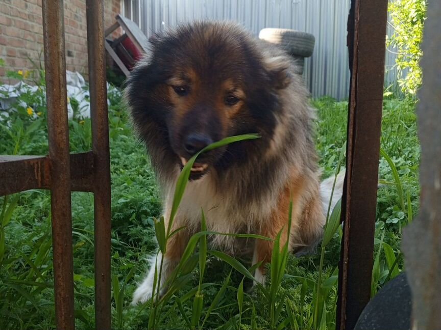 Кобель в добрые руки