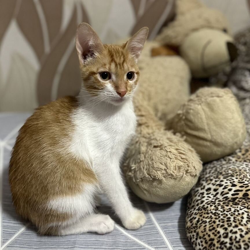 Котёнок в добрые руки