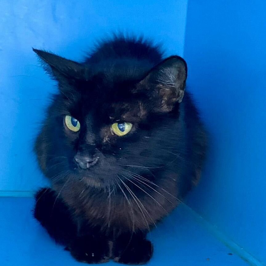 Завтра улица после стерилизации.Мама,заметь