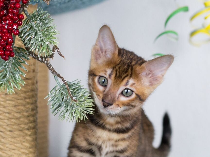 Кошечка породы тойгер