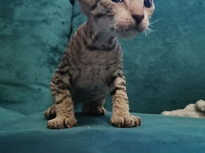Донской сфинкс котята