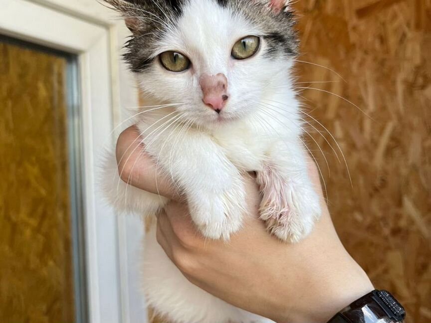 Котенок в добрые руки