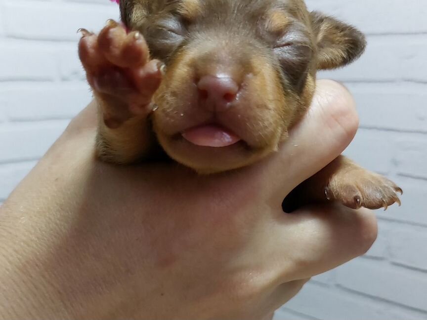 Русский той щеночки с документами