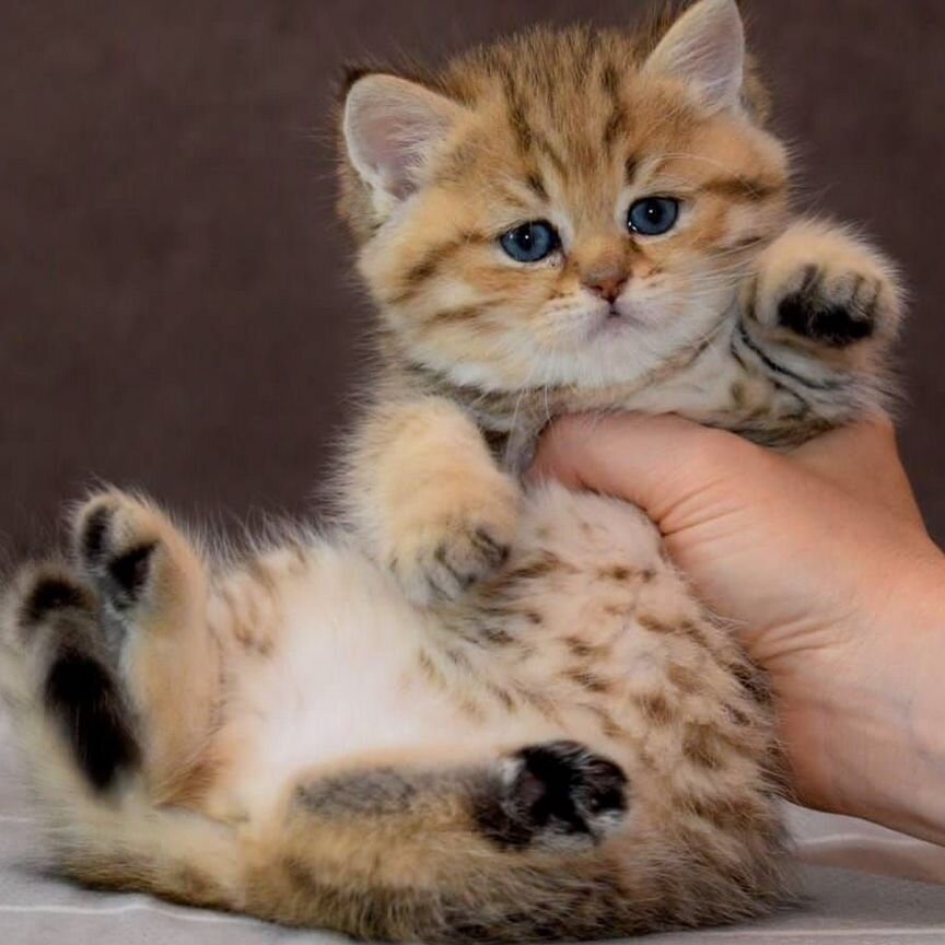 Британские котята