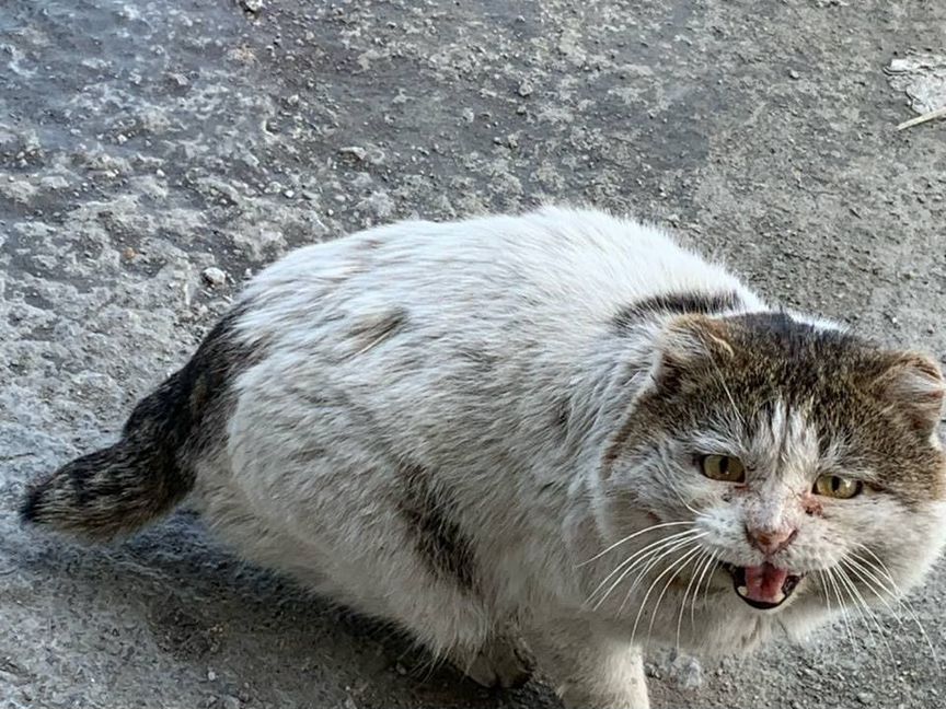 Котик просит О помощи