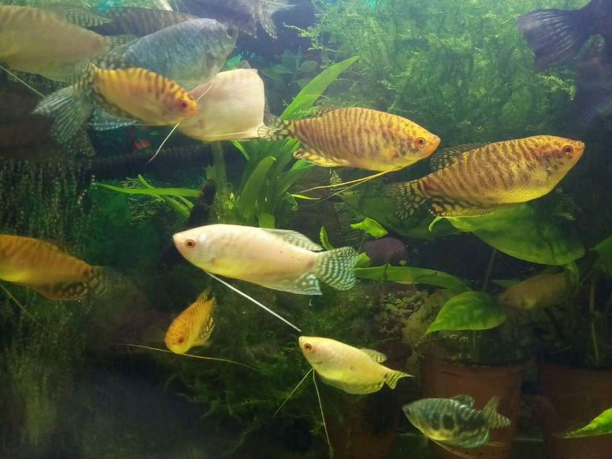 Аквариумные рыбки