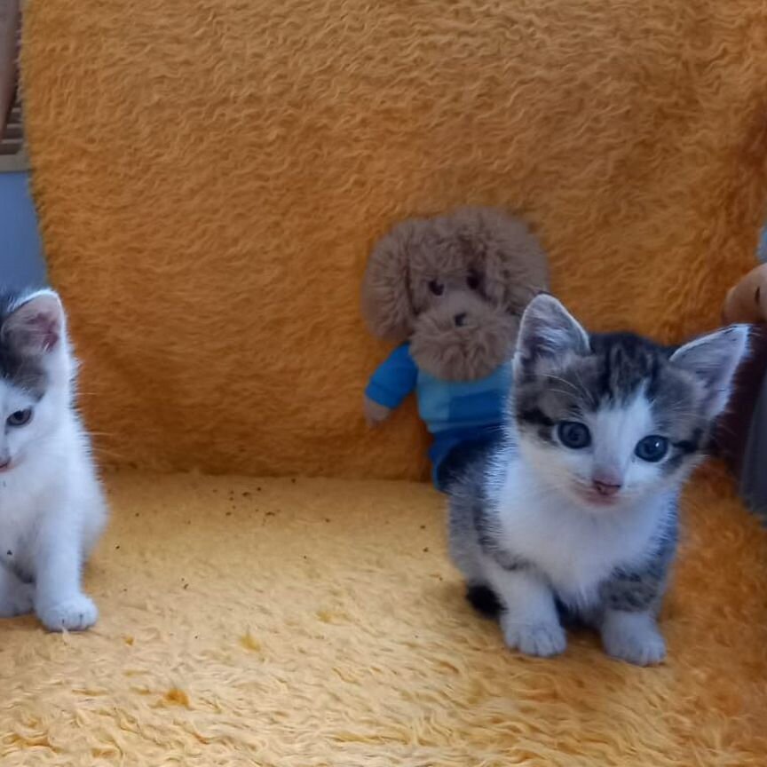 Котята в добрые руки