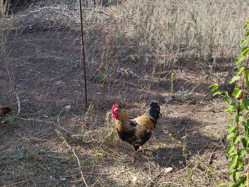 Домашняя птица