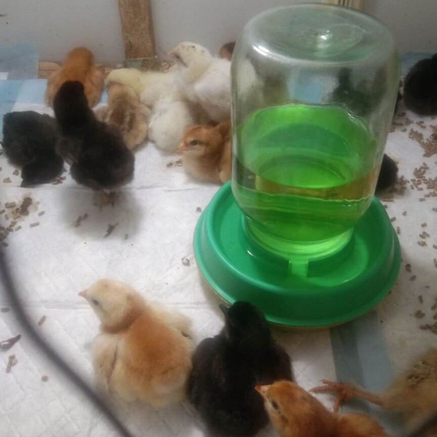Цыплята несушки подрощенные