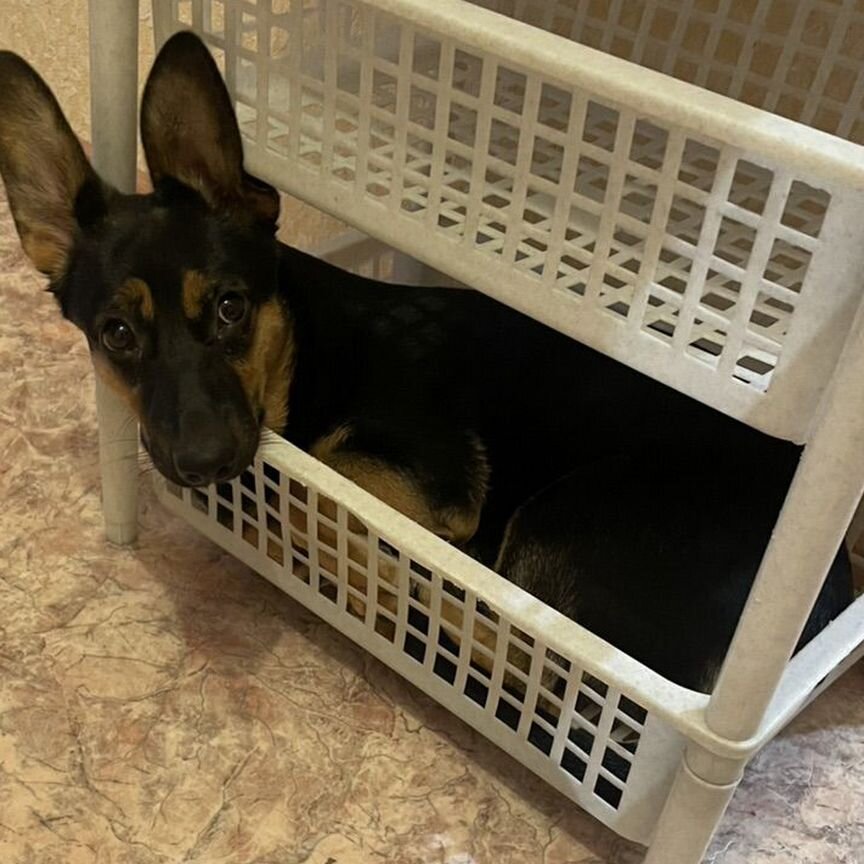 Щенок в добрые руки