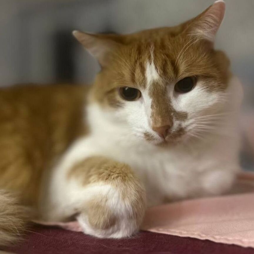 Взрослый кот в добрые руки