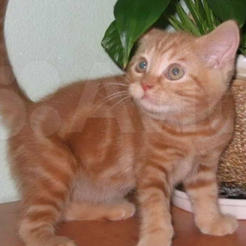 Котята красный мрамор