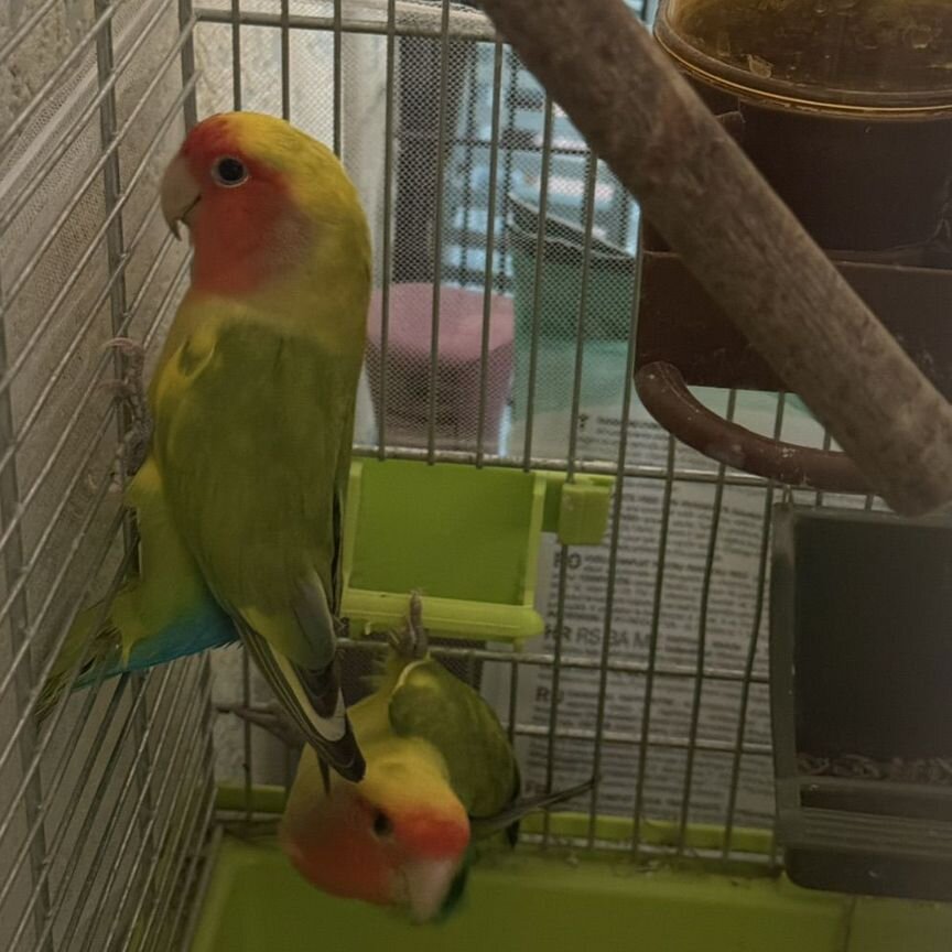 Попугаи неразлучники птенцы