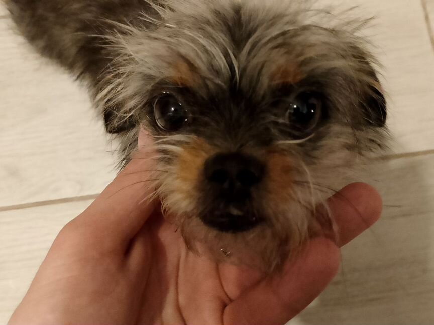 Йоркширский терьер