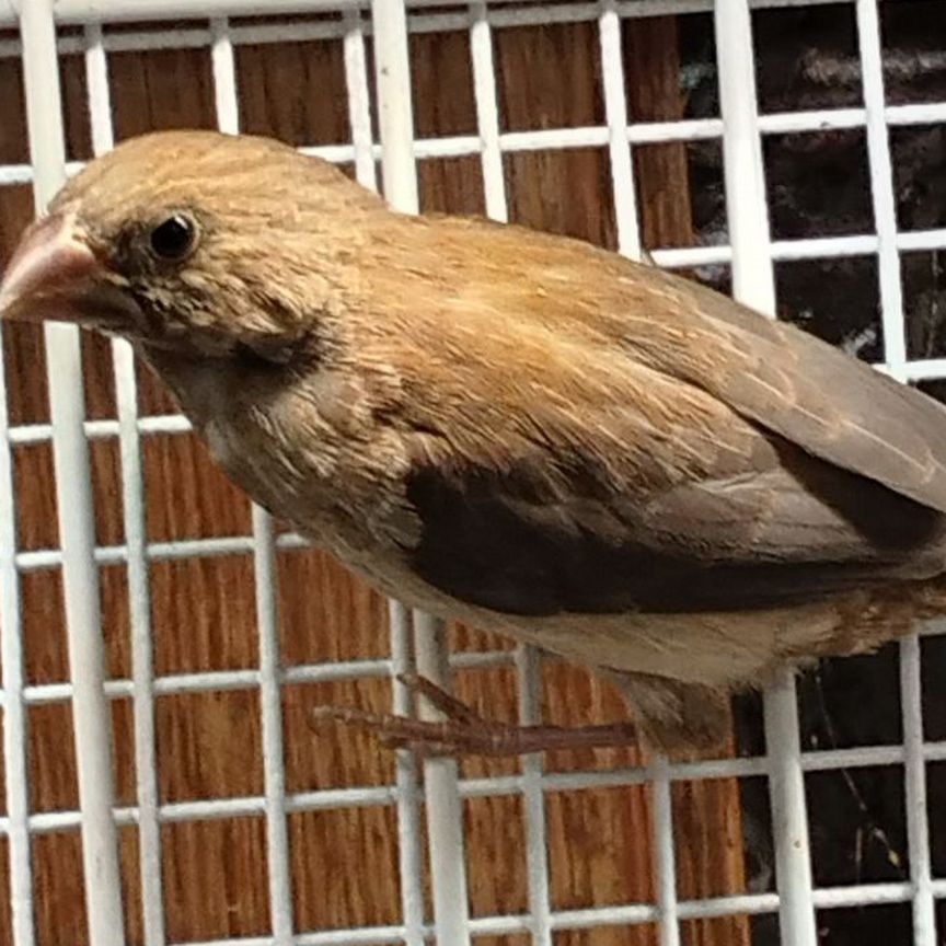 Японские амадины