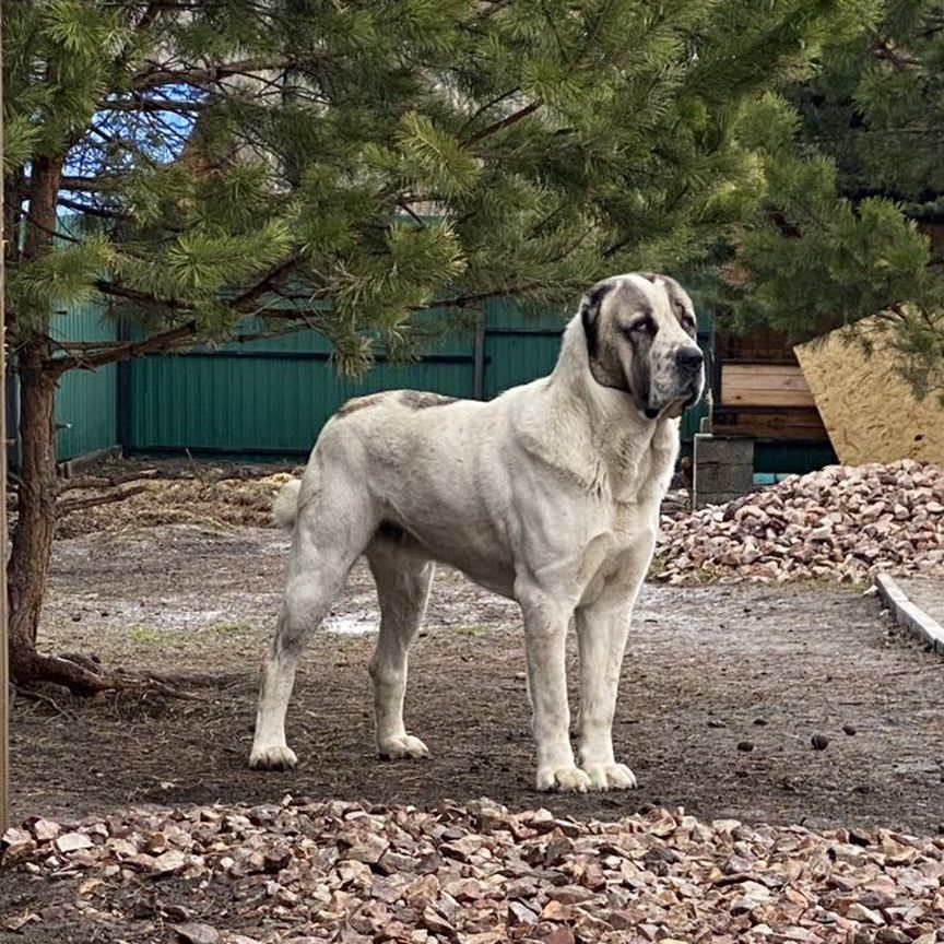 Среднеазиатская овчарка