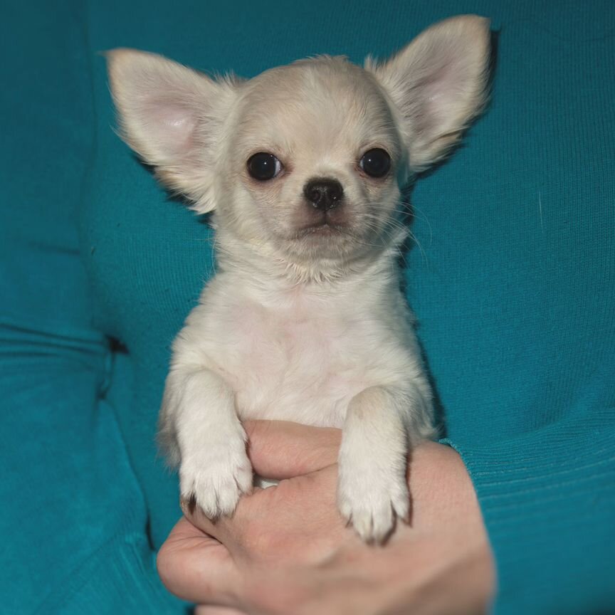 Чихуахуа, щенок