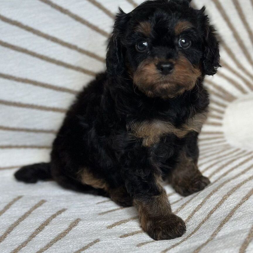 Кавапу, щенок