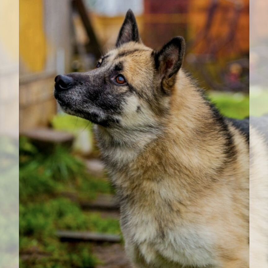 Взрослый пёс в добрые руки