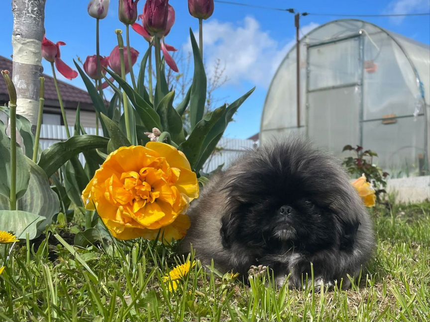 Пушистое счастье