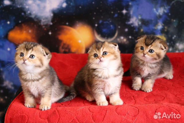 Золотые котята