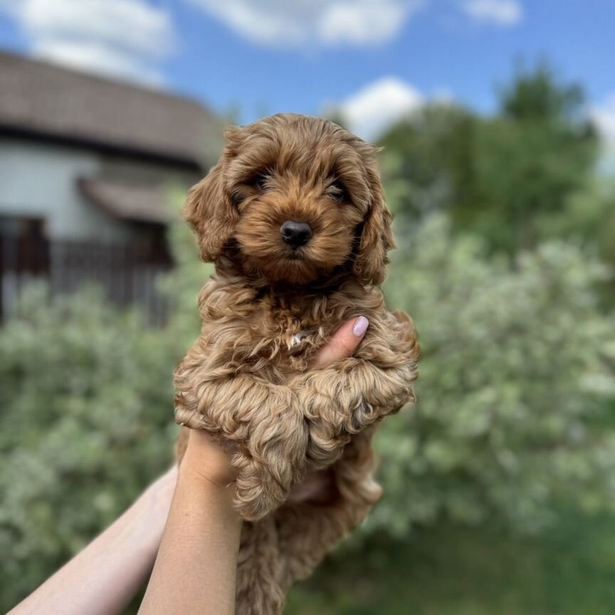 Мальчики Кокапу