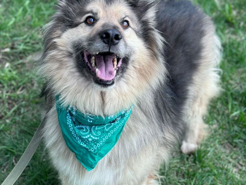 Славный Барона, собака из приюта бесплатно