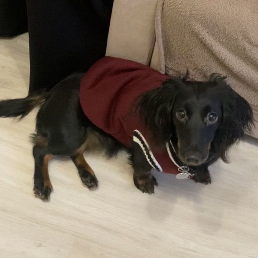 Такса, щенок