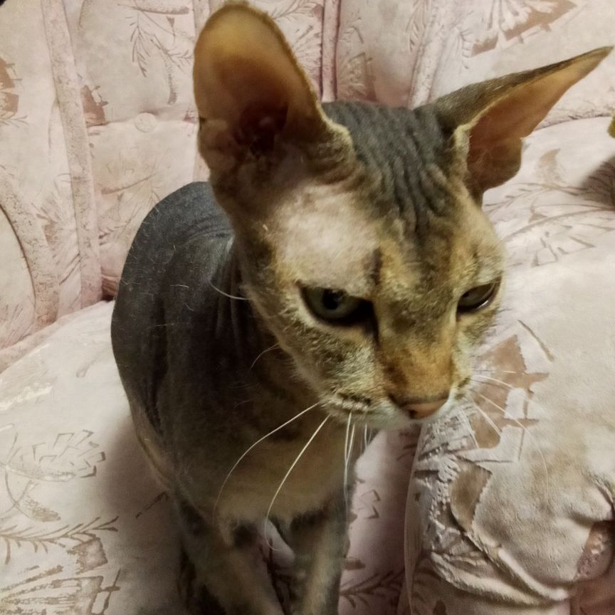 Кошка,сфинкс